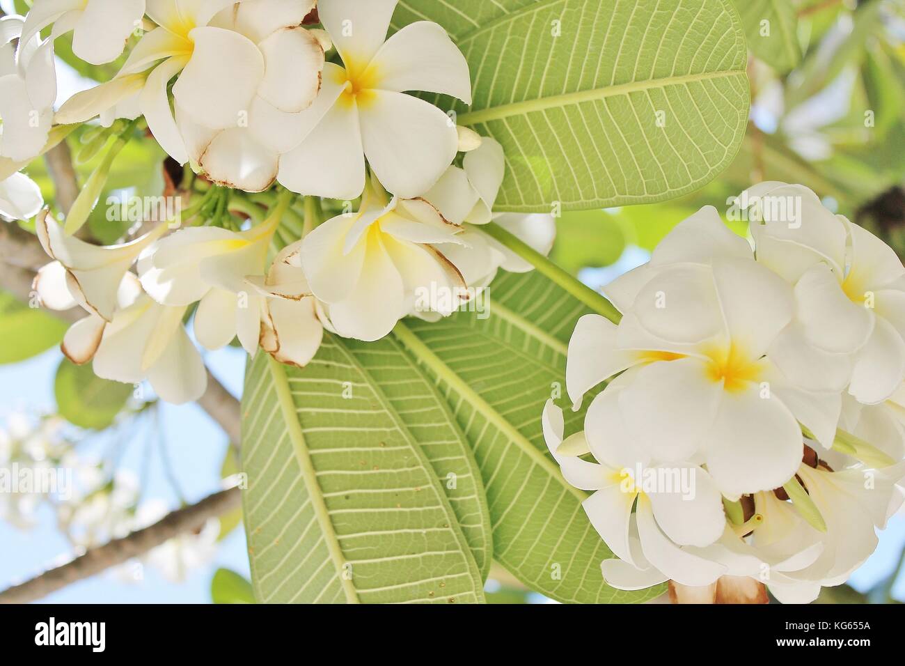 Tropical frangipani flower tree Stock Photo - Alamy