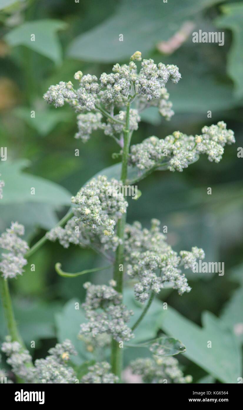 Quinoa crop grows at farm superfood sprouted seed- is a species of the ...