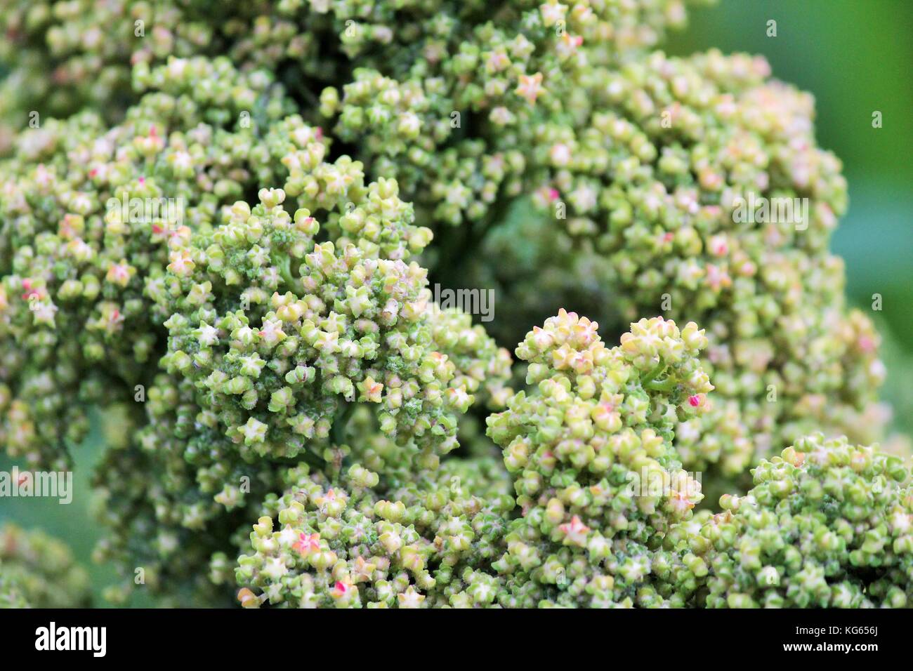 Quinoa crop grows at farm superfood sprouted seed- is a species of the ...