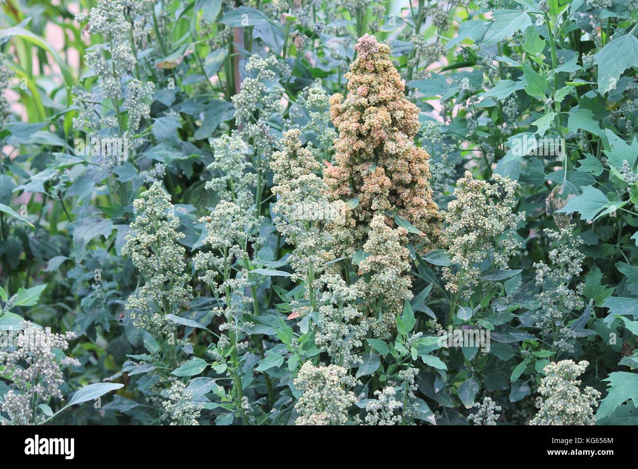 Quinoa crop grows at farm superfood sprouted seed- is a species of the ...