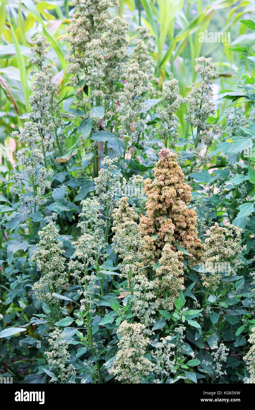 Quinoa crop grows at farm superfood sprouted seed- is a species of the ...