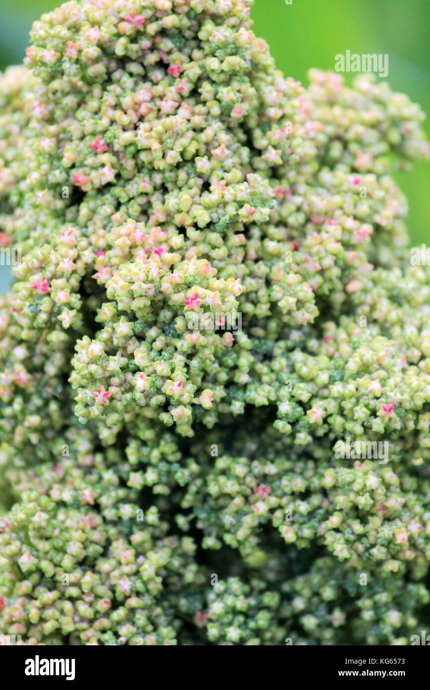 Quinoa crop grows at farm superfood sprouted seed- is a species of the ...