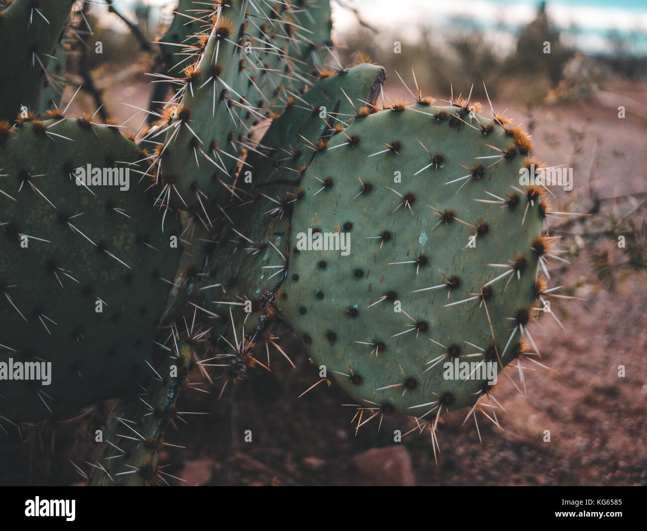 A pretty cactus with thorns on a desert Stock Photo - Alamy