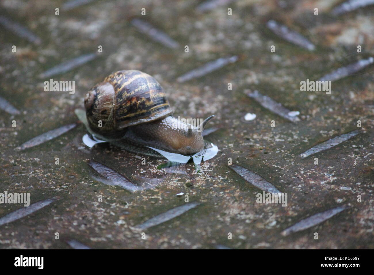 snail in shell on wet metal surface Stock Photo - Alamy