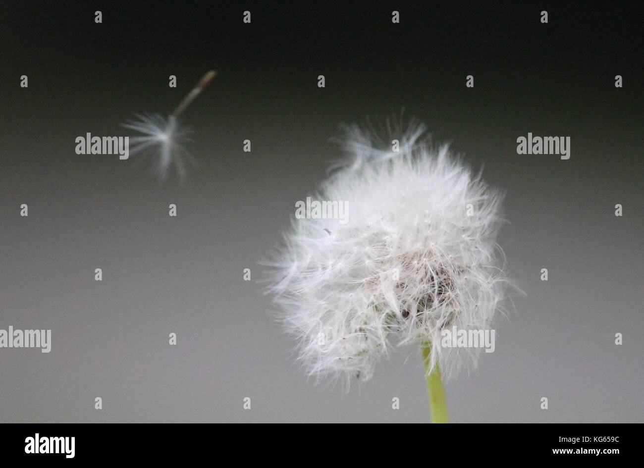 dandelion seed blowing in wind background copy space stock photo, stock ...