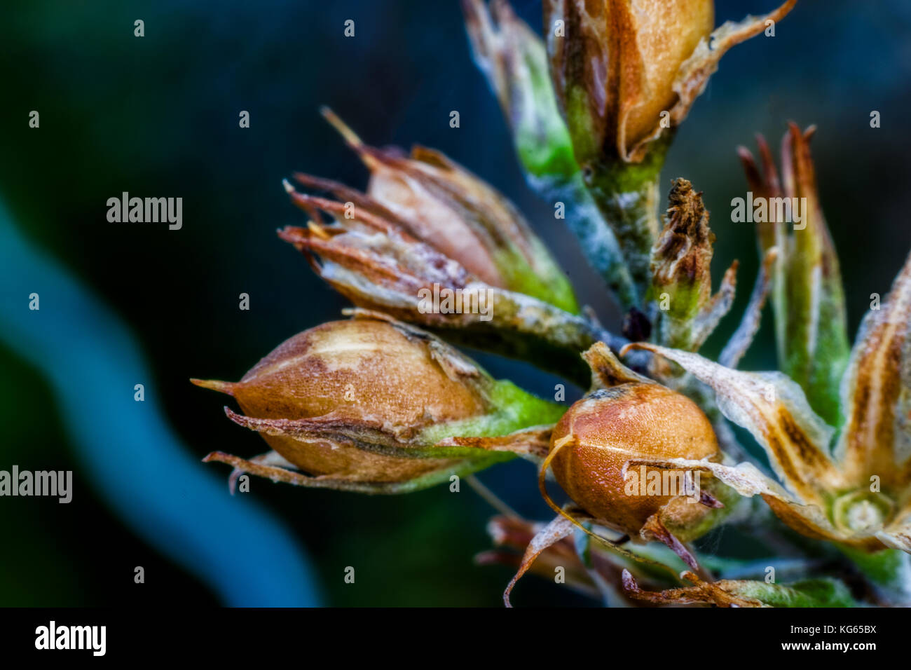 A tiny barely noticeable plant made interesting Stock Photo - Alamy