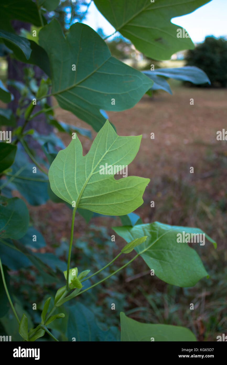 Clear leaves pathway hi-res stock photography and images - Alamy