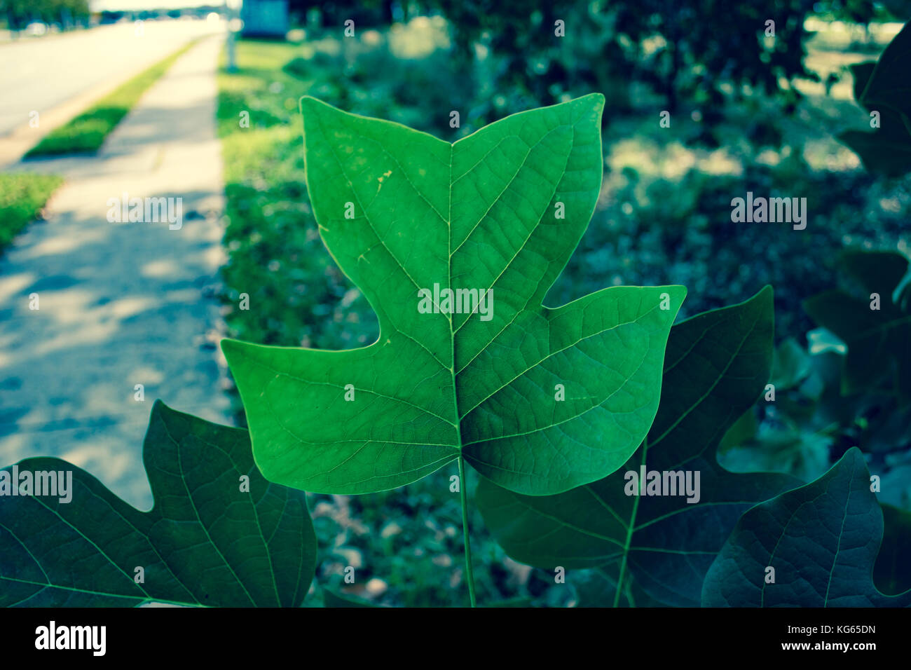 Clear leaves pathway hi-res stock photography and images - Alamy