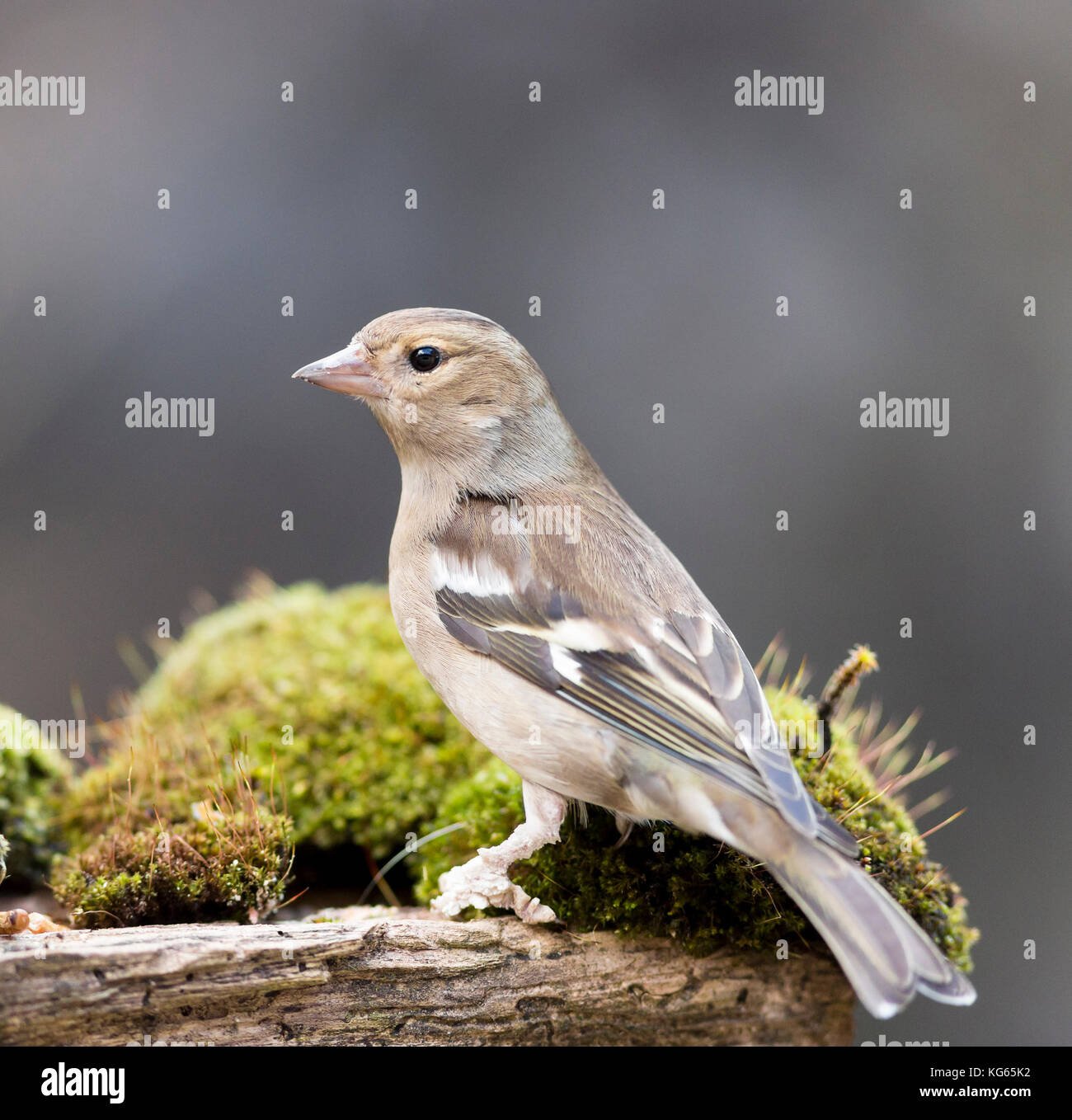 Female chaffinch hi-res stock photography and images - Alamy