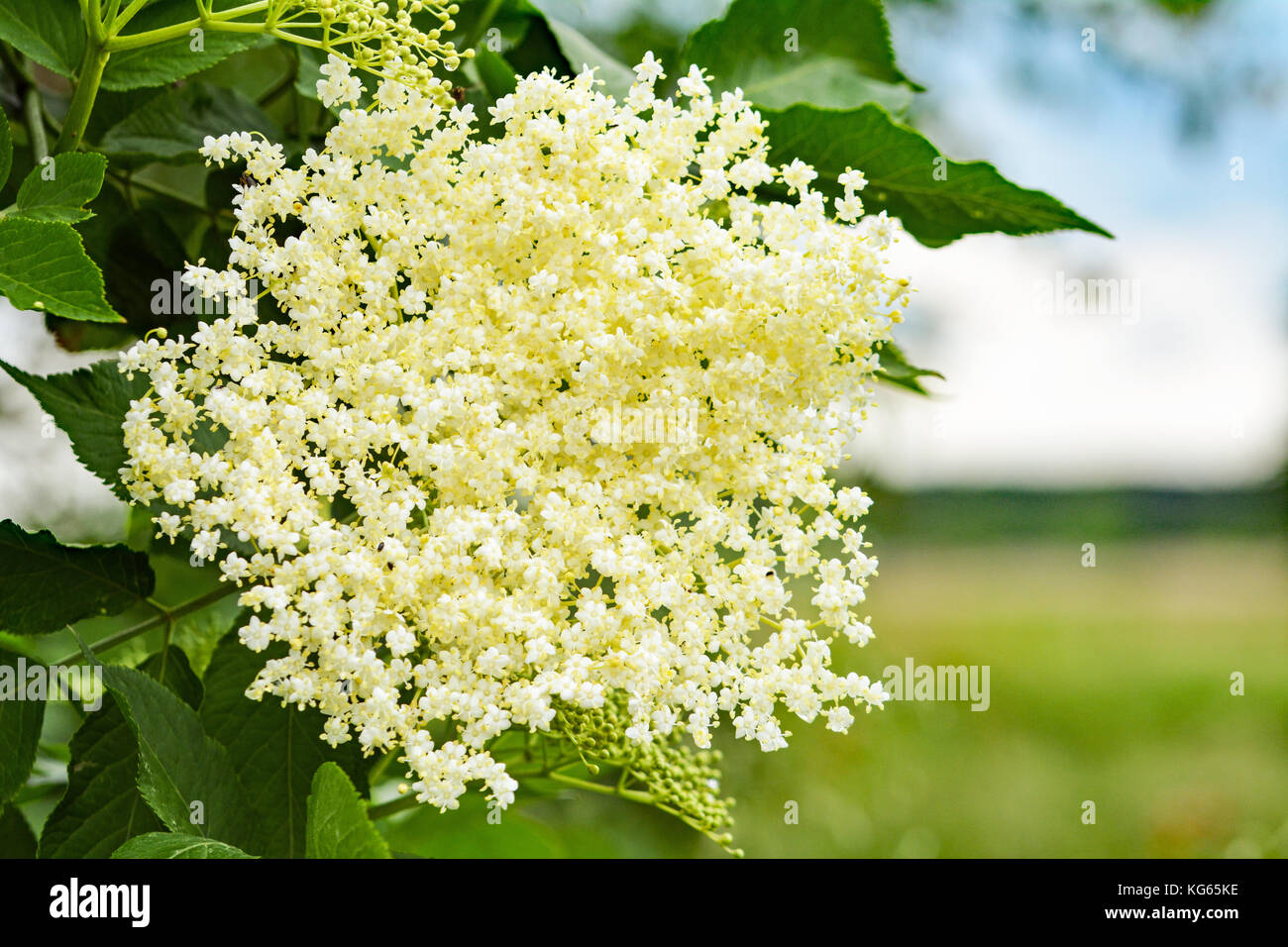 Elderflower blossom hi-res stock photography and images - Alamy