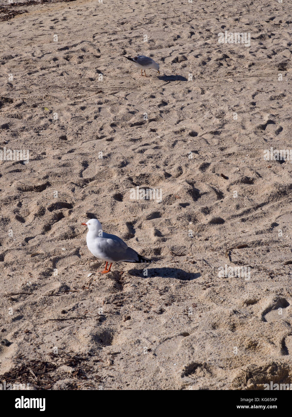 Seagull On The Beach Stock Photo - Alamy