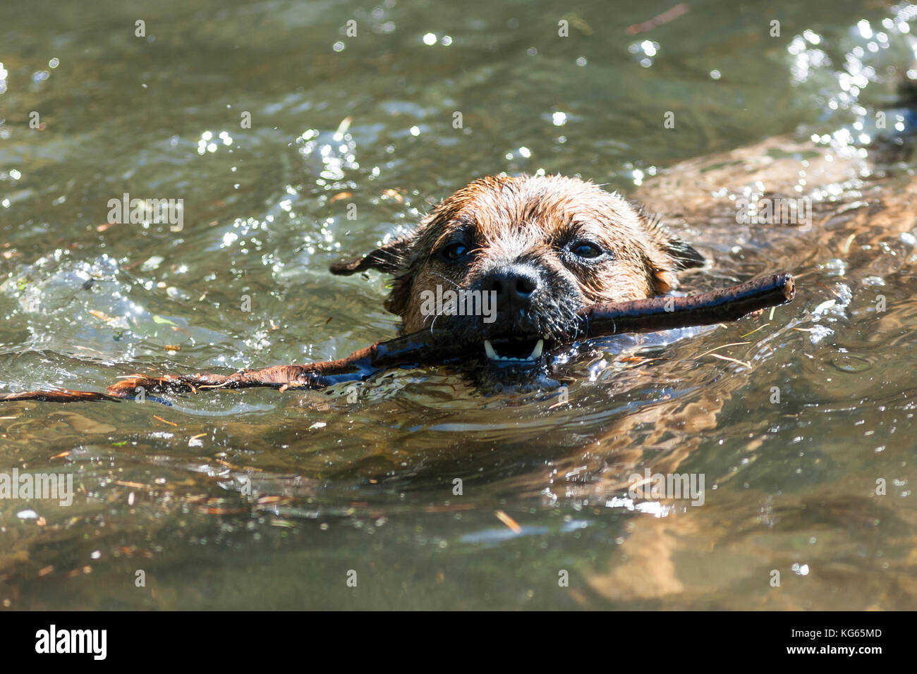 Border terrier dog in river swimming with stick in mouth Stock Photo ...