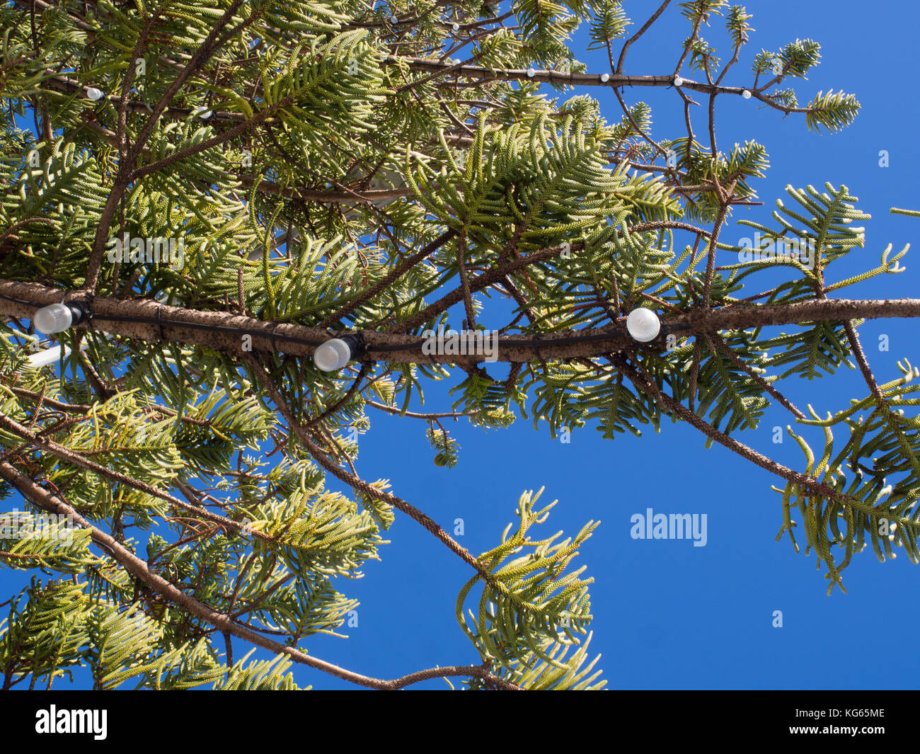 Lightbulbs In A Tree Stock Photo - Alamy