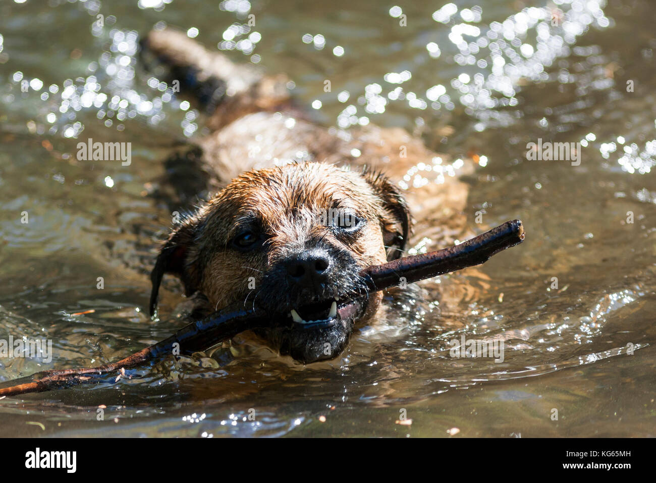 Border Terrier Is Afraid Of Water What To Do