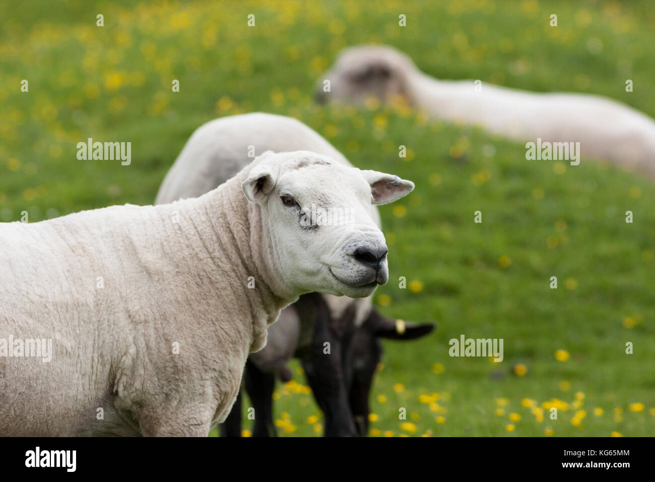 Texel Ram Stock Photos & Texel Ram Stock Images - Alamy