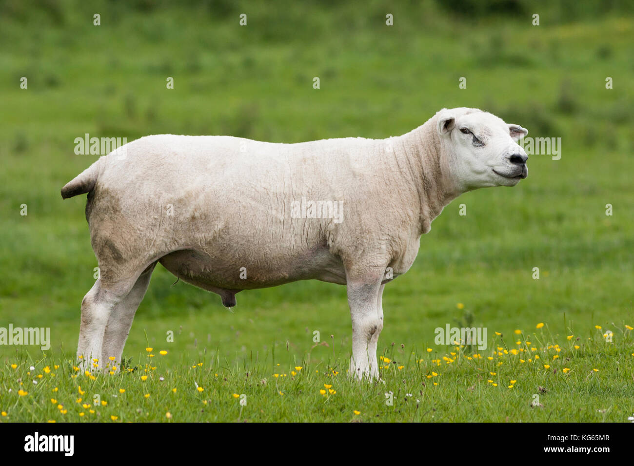 Texel ram hi-res stock photography and images - Alamy