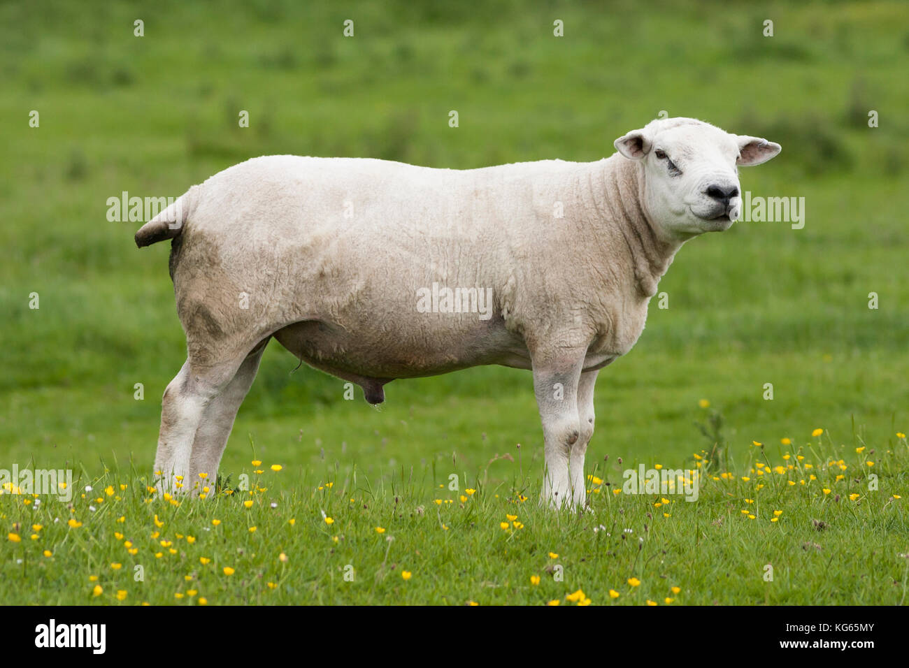 Texel ram hi-res stock photography and images - Alamy