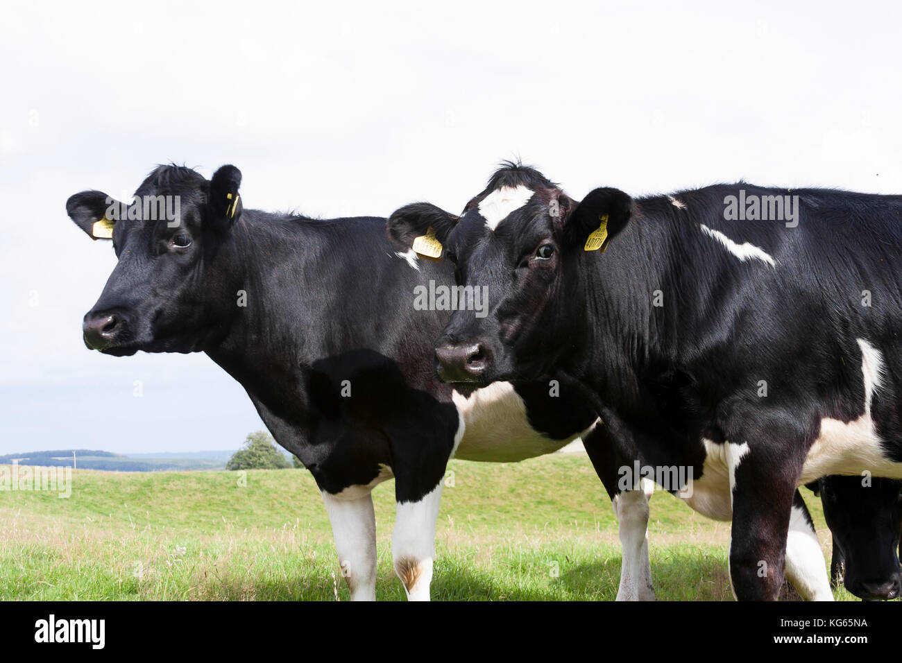 Holstein–Friesian dairy cows in field Stock Photo - Alamy