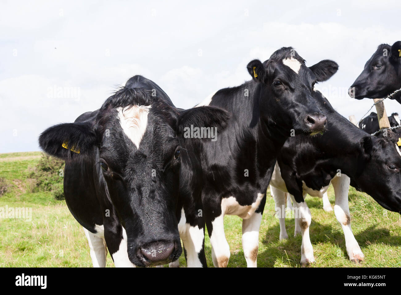 Holstein–Friesian dairy cows in field Stock Photo - Alamy