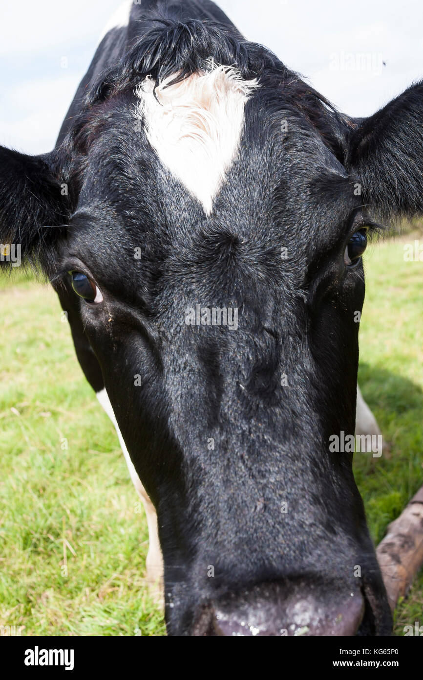 Closeup of cows head hi-res stock photography and images - Alamy