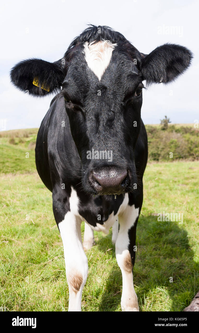 Holstein–Friesian dairy cows in field close up view Stock Photo - Alamy