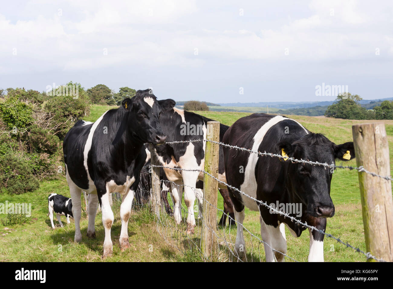 Holstein–Friesian dairy cows in field Stock Photo - Alamy