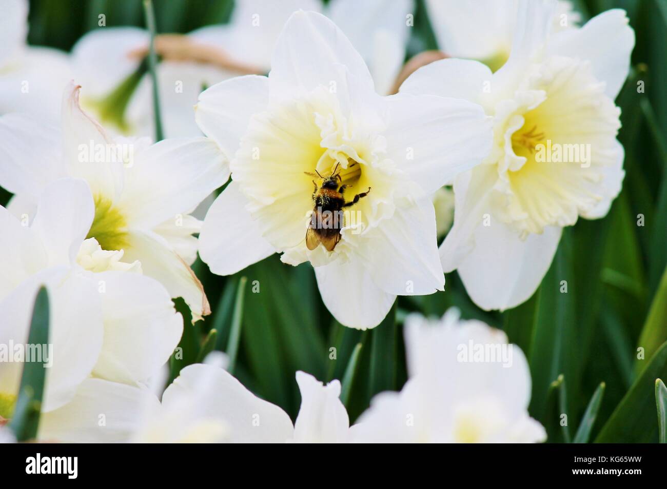 daffodil daffodils flower bee collecting pollen background copy space ...