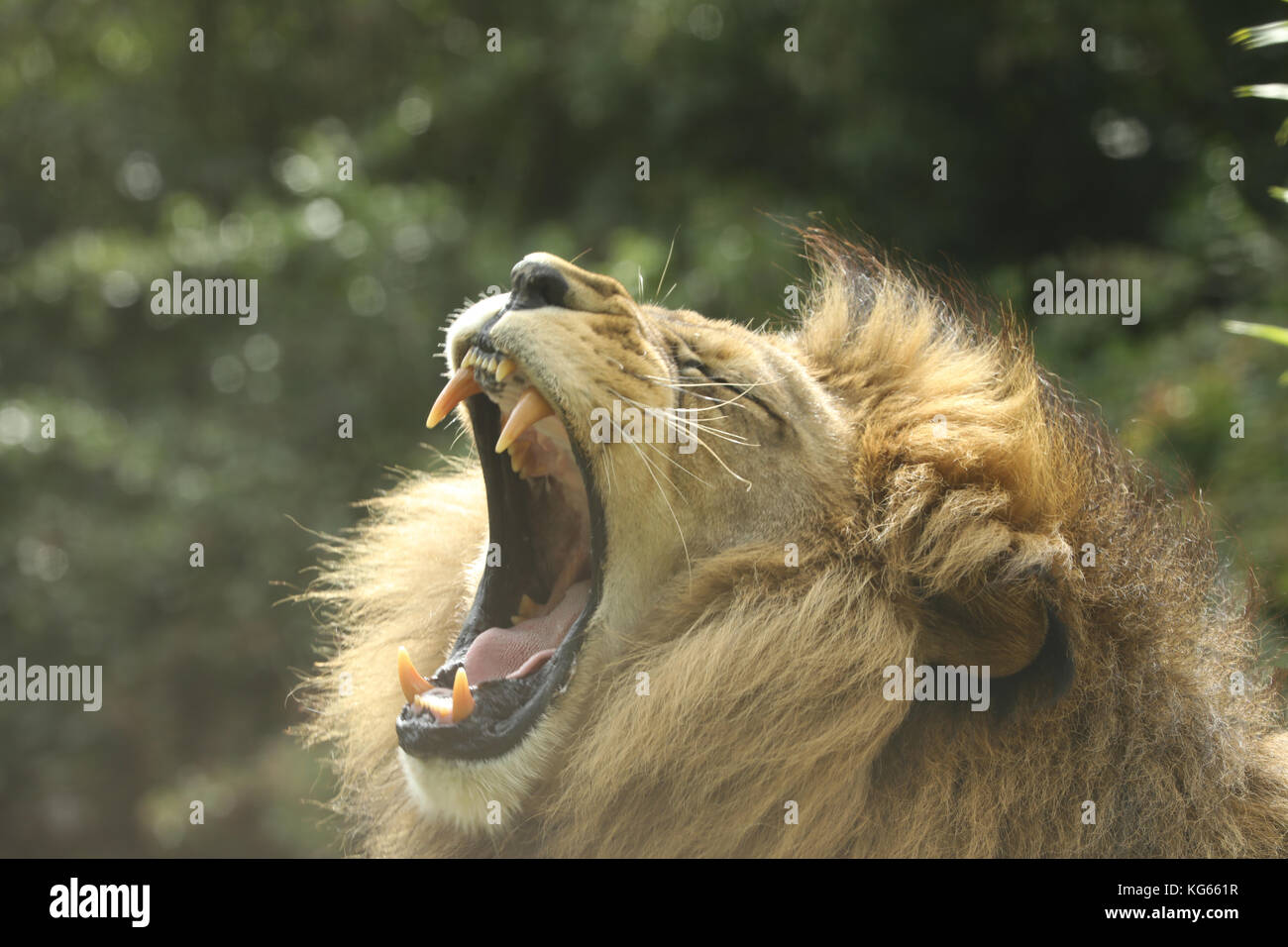 The lions roar Stock Photo - Alamy