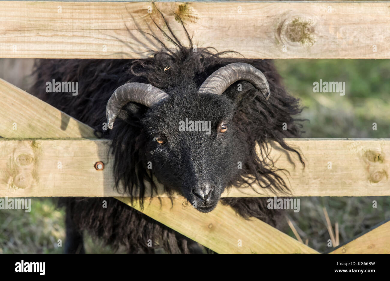 Woolly sheep looking through wooden gate hi-res stock photography and ...