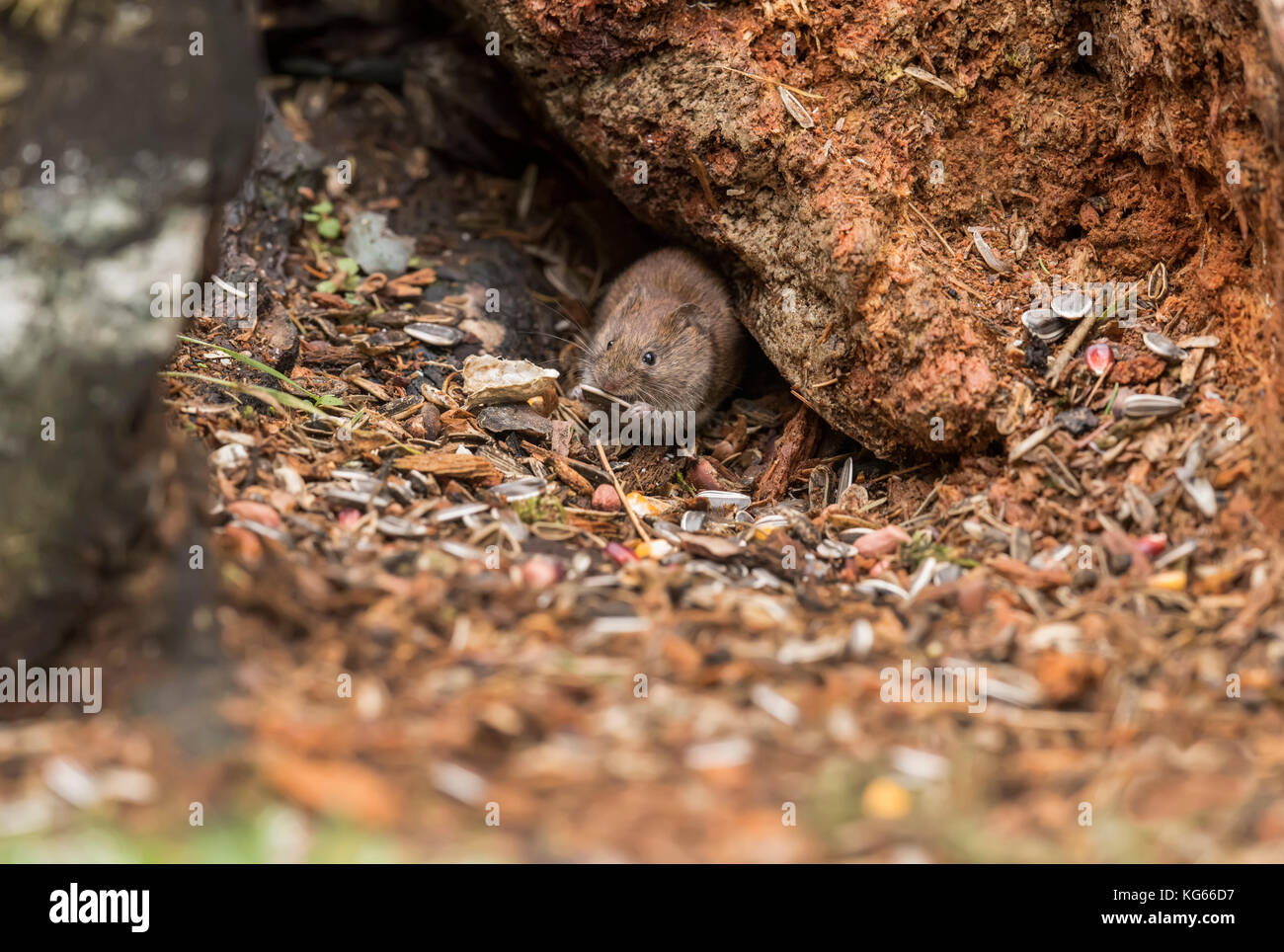 Vole on the forest floor eating Stock Photo - Alamy