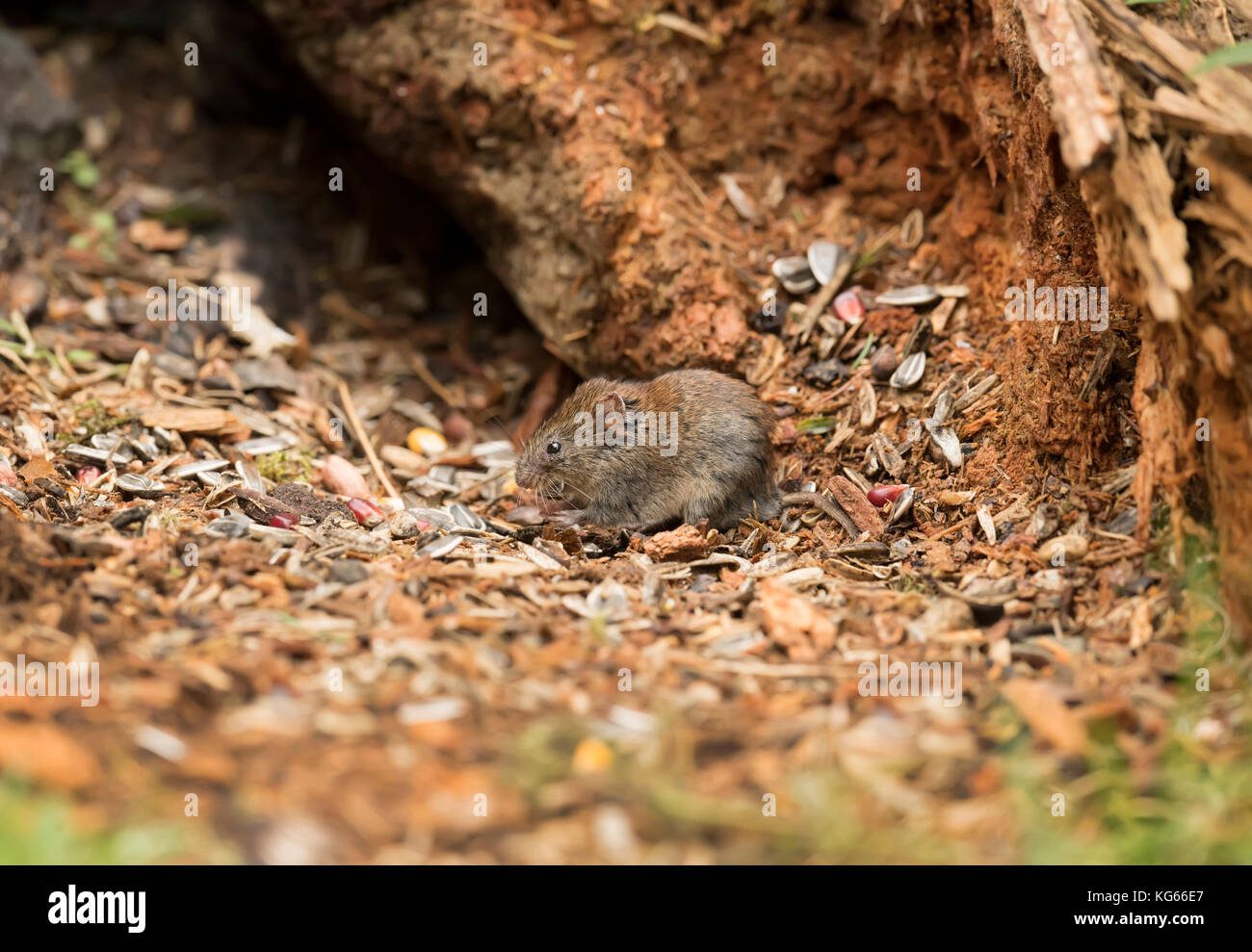 Vole on the forest floor eating Stock Photo - Alamy