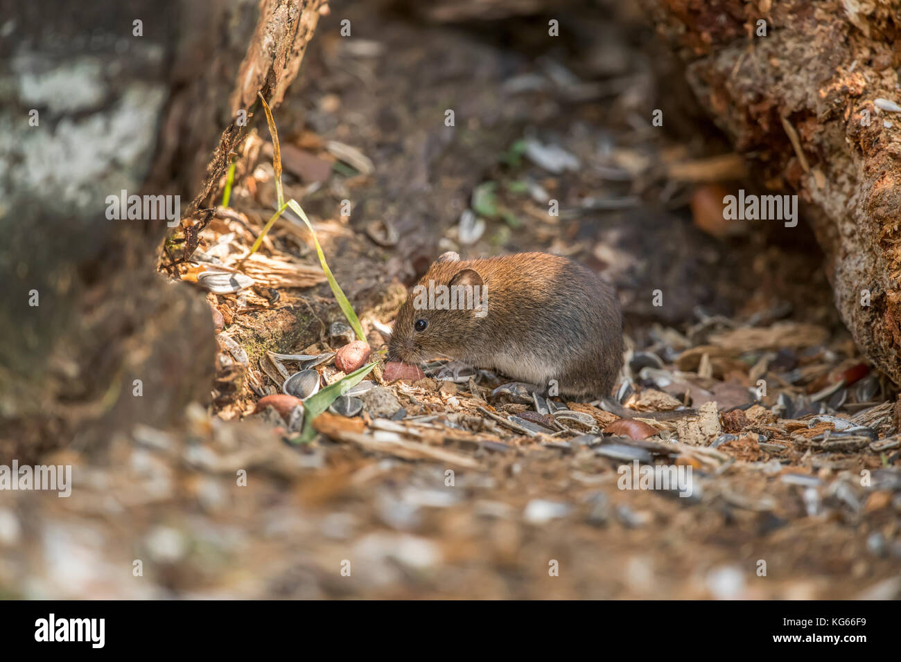 Vole on the forest floor eating Stock Photo - Alamy