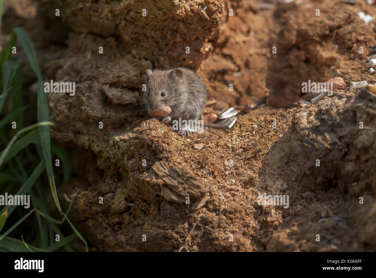 Vole on a log in a forest, eating a nut Stock Photo - Alamy