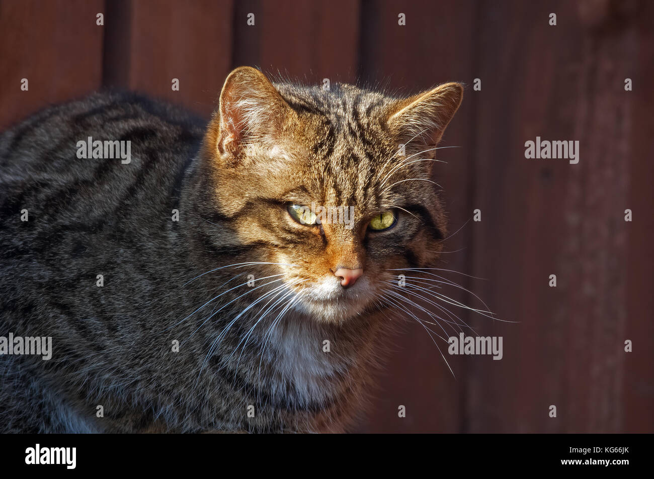 A Scottish wildcat Stock Photo - Alamy