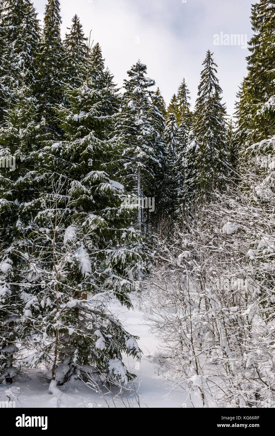 snowy spruce trees in forest. lovely nature background in winter Stock ...