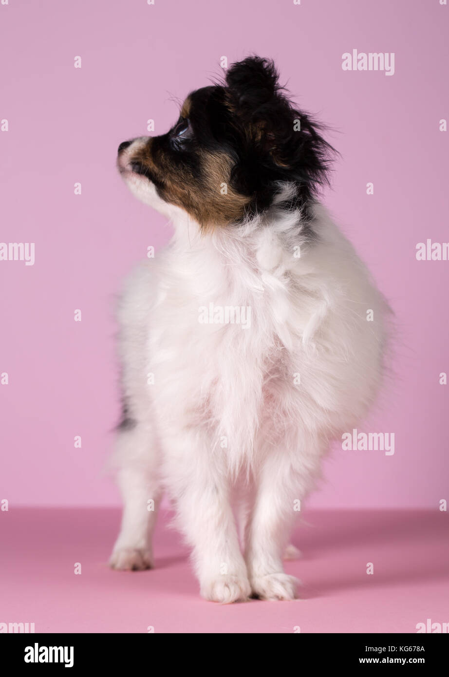 Puppy of papillon breed on a pink background Stock Photo - Alamy