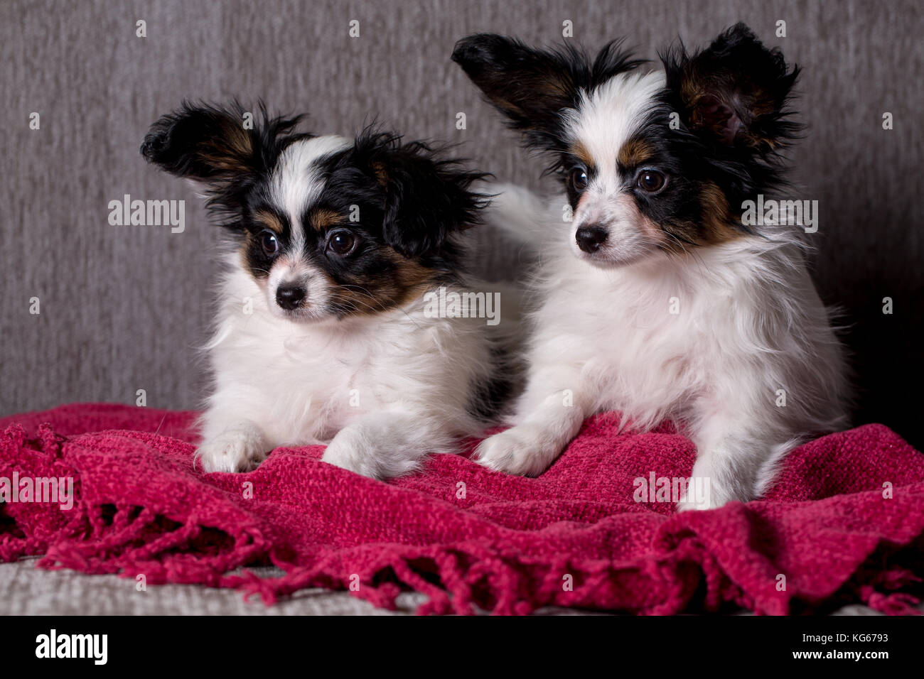 Two puppies breed papillon rest on the couch Stock Photo - Alamy