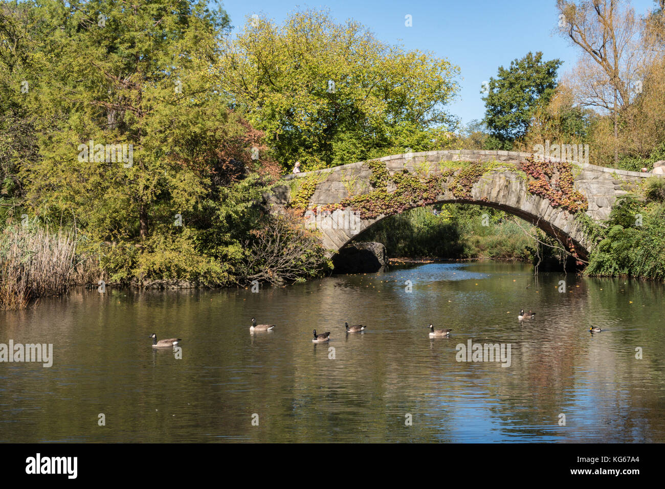Gapstow Bridge in Central Park, NYC, USA Stock Photo - Alamy