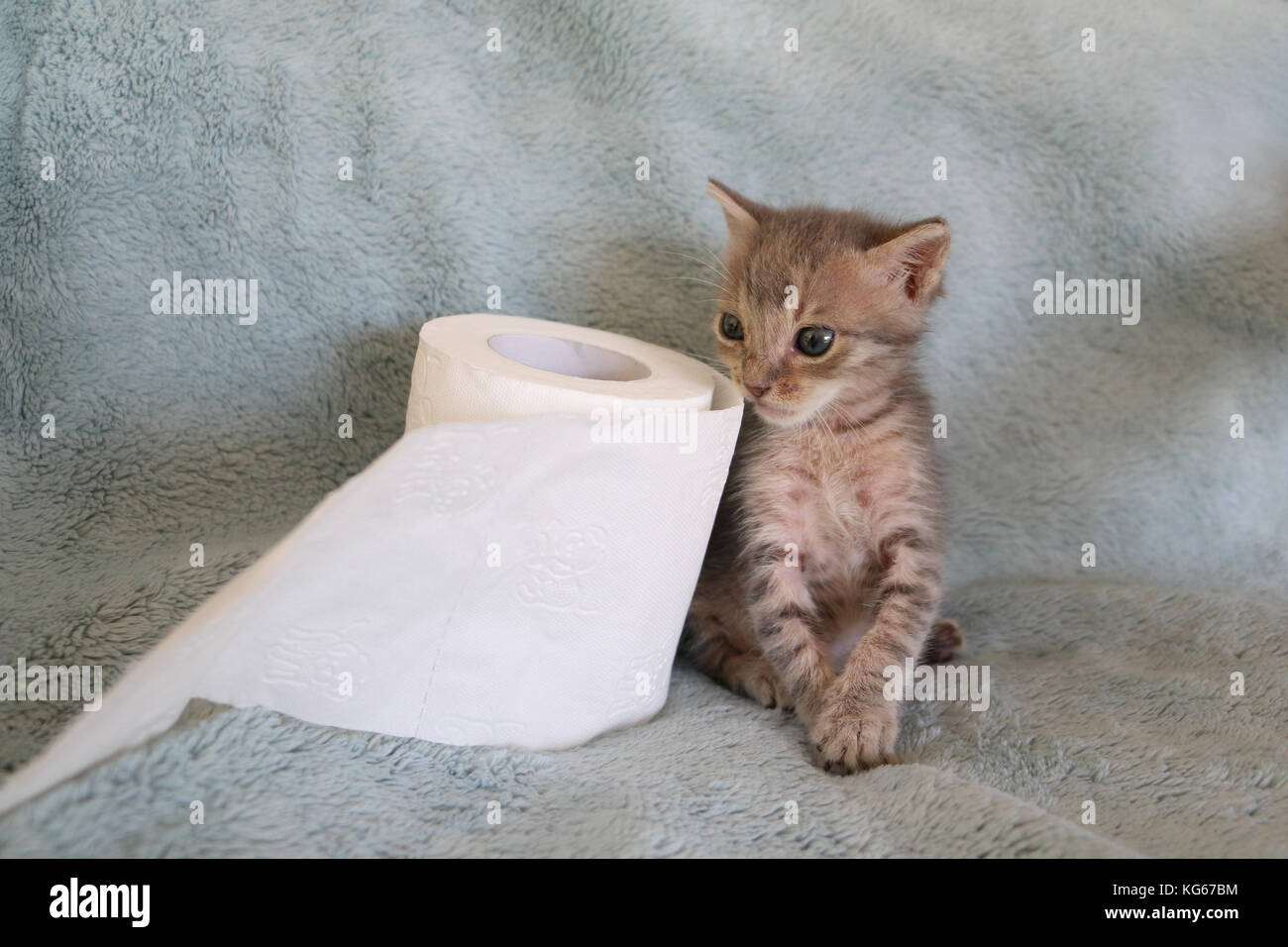 Pretty toilet paper hi-res stock photography and images - Alamy