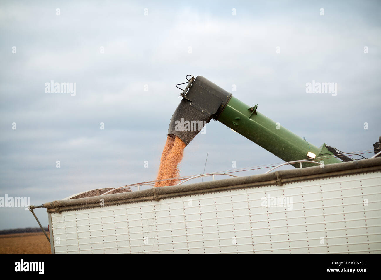 Close up on the chute on a combine harvester emptying harvested ...