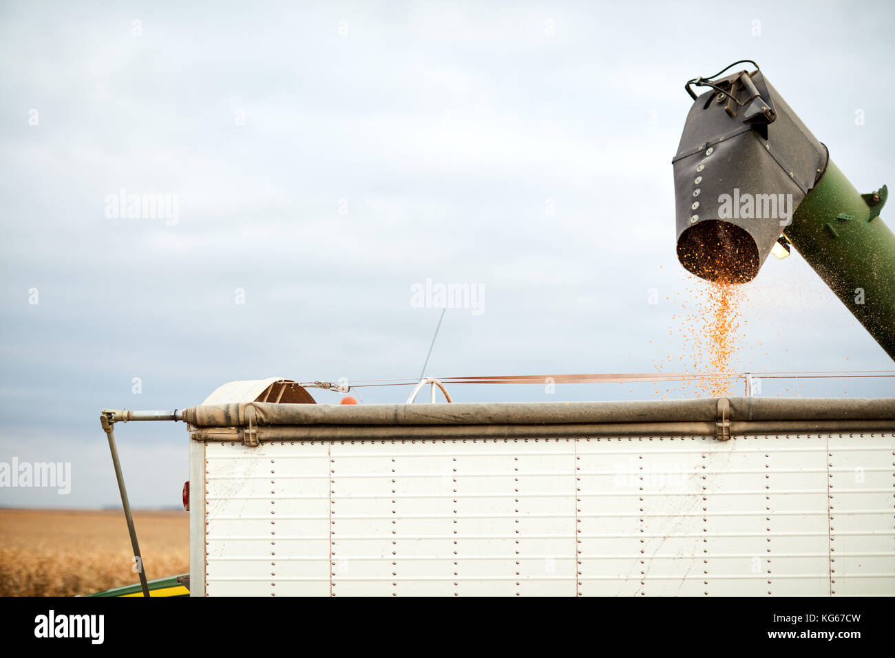 Harvested maize kernels being emptied from a combine harvester into a ...