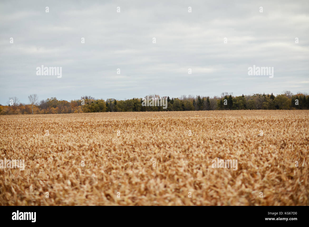 Large cultivated corn field in hi-res stock photography and images - Alamy
