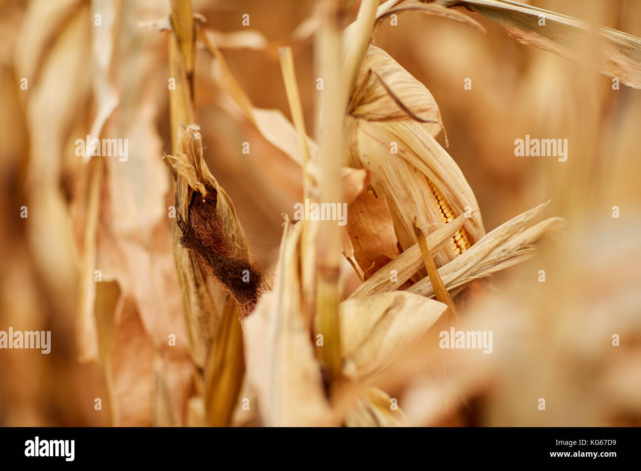 Close up detail of dry maize plants and cobs ready for harvesting for ...