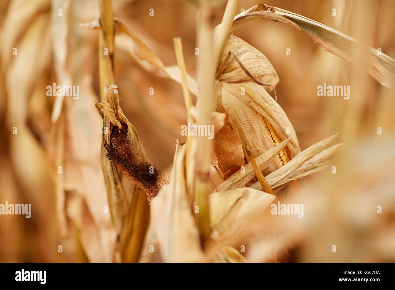 Close up detail of dried maize plants for harvest with focus to a corn ...