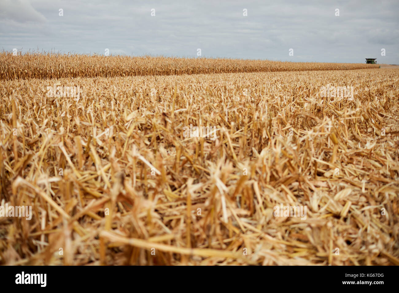 Cut corn stubble and chaff in an autumn field during the harvesting of ...
