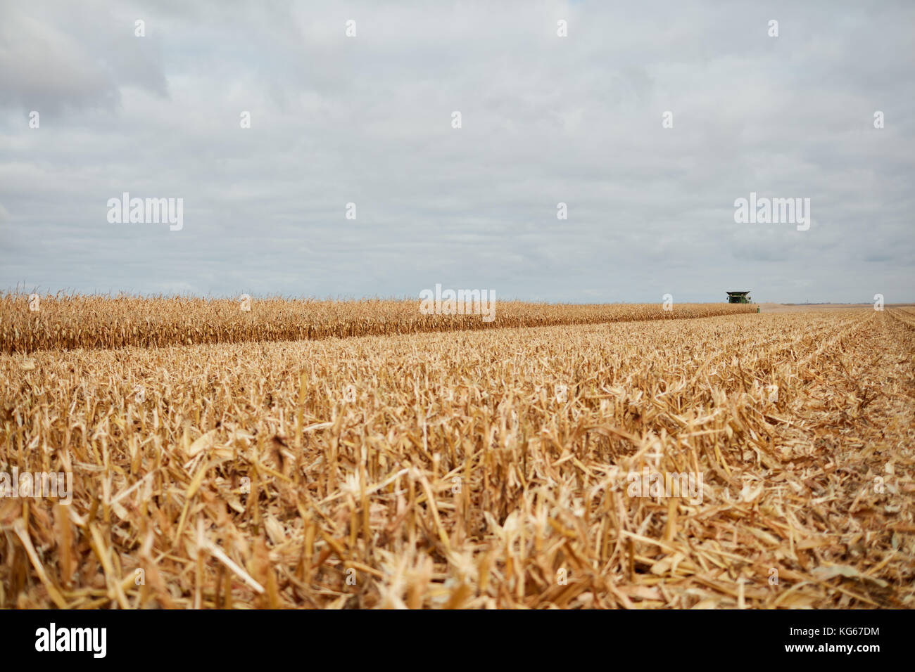 Agricultural landscape with fresh maize stubble in a field after the ...