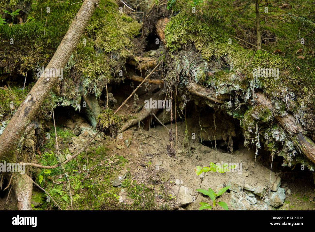 close up of old tree roots with green moss and lichens Stock Photo - Alamy