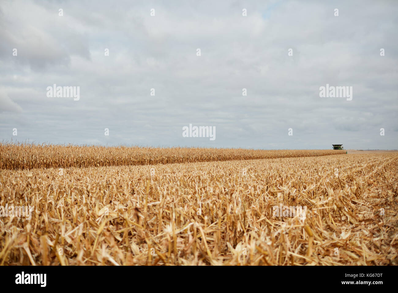 Cut corn stalks or stubble during harvesting of the autumn maize crop ...
