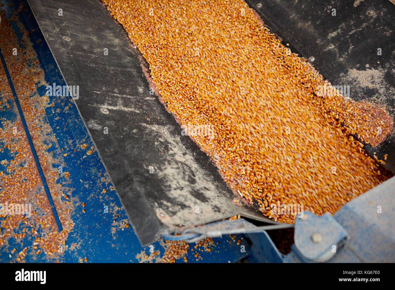 Agricultural machine filled with freshly harvested maize kernels during ...