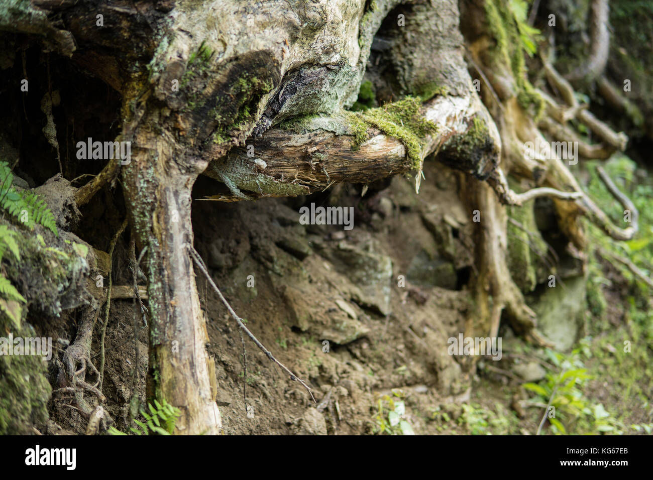 close up of old tree roots with green moss Stock Photo - Alamy